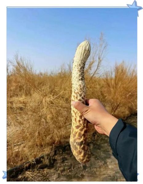 肉苁蓉图片大全大图_肉苁蓉长什么样-第1张图片-山城妙识 肉苁蓉图片大全大图_肉苁蓉长什么样-第1张图片-山城妙识