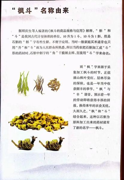 霍山石斛的功效与作用_霍山石斛适合什么人吃-第2张图片-山城妙识 霍山石斛的功效与作用_霍山石斛适合什么人吃-第2张图片-山城妙识