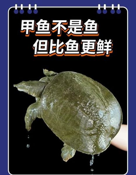 甲鱼蛋白质高吗_甲鱼蛋白质多少克-第1张图片-山城妙识 甲鱼蛋白质高吗_甲鱼蛋白质多少克-第1张图片-山城妙识