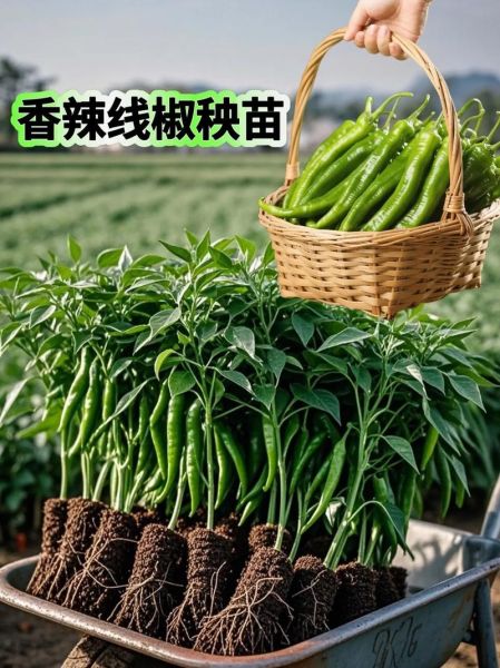 线椒辣不辣_线椒怎么种-第3张图片-山城妙识 线椒辣不辣_线椒怎么种-第3张图片-山城妙识