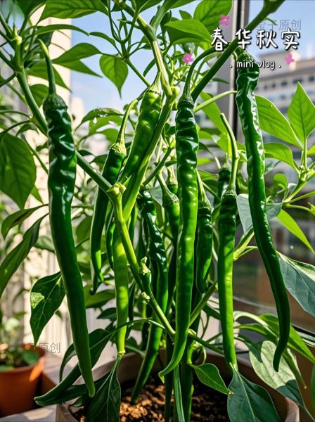 线椒辣不辣_线椒怎么种-第1张图片-山城妙识 线椒辣不辣_线椒怎么种-第1张图片-山城妙识