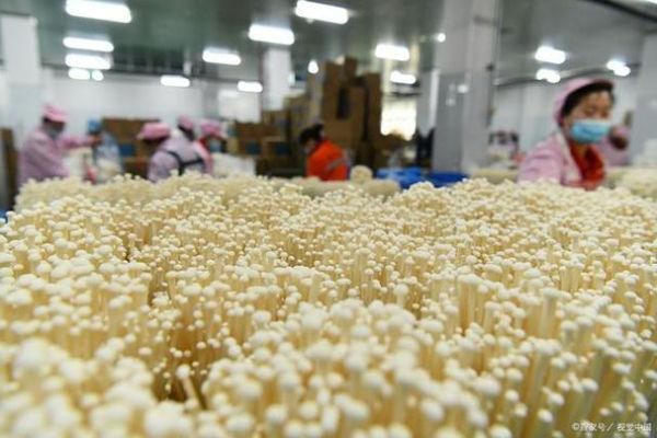 金针菇怎么种植_金针菇种植方法视频-第1张图片-山城妙识 金针菇怎么种植_金针菇种植方法视频-第1张图片-山城妙识