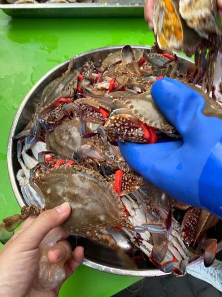 梭子蟹渔汛什么时候_梭子蟹几月份最肥-第2张图片-山城妙识 梭子蟹渔汛什么时候_梭子蟹几月份最肥-第2张图片-山城妙识