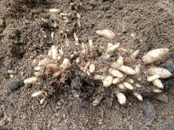 金针菇怎么种植_金针菇种植方法视频-第2张图片-山城妙识 金针菇怎么种植_金针菇种植方法视频-第2张图片-山城妙识