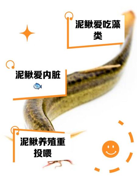 孩子吃泥鳅安全吗_泥鳅对儿童的危害-第2张图片-山城妙识 孩子吃泥鳅安全吗_泥鳅对儿童的危害-第2张图片-山城妙识