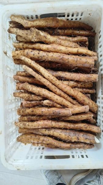 铁棍山药多少钱一斤_正宗温县铁棍山药价格行情-第3张图片-山城妙识 铁棍山药多少钱一斤_正宗温县铁棍山药价格行情-第3张图片-山城妙识