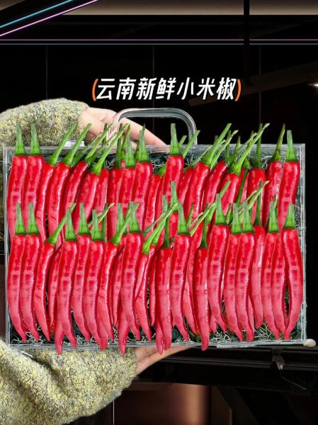 小米椒图片_如何挑选新鲜小米椒-第3张图片-山城妙识 小米椒图片_如何挑选新鲜小米椒-第3张图片-山城妙识