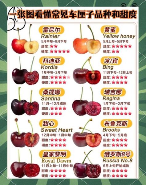 车厘子哪个品种最好吃_十大车厘子品种排行-第3张图片-山城妙识 车厘子哪个品种最好吃_十大车厘子品种排行-第3张图片-山城妙识