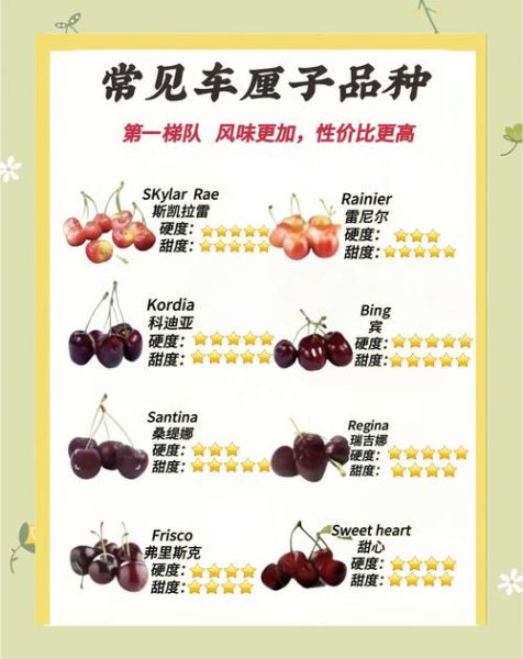 车厘子哪个品种最好吃_十大车厘子品种排行-第2张图片-山城妙识 车厘子哪个品种最好吃_十大车厘子品种排行-第2张图片-山城妙识