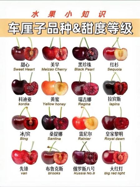 车厘子哪个品种最好吃_十大车厘子品种排行-第1张图片-山城妙识 车厘子哪个品种最好吃_十大车厘子品种排行-第1张图片-山城妙识