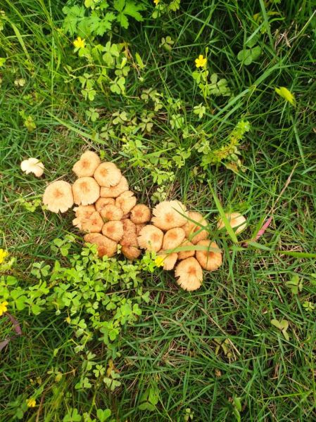 野生草蘑菇图片_如何辨别有毒-第1张图片-山城妙识 野生草蘑菇图片_如何辨别有毒-第1张图片-山城妙识