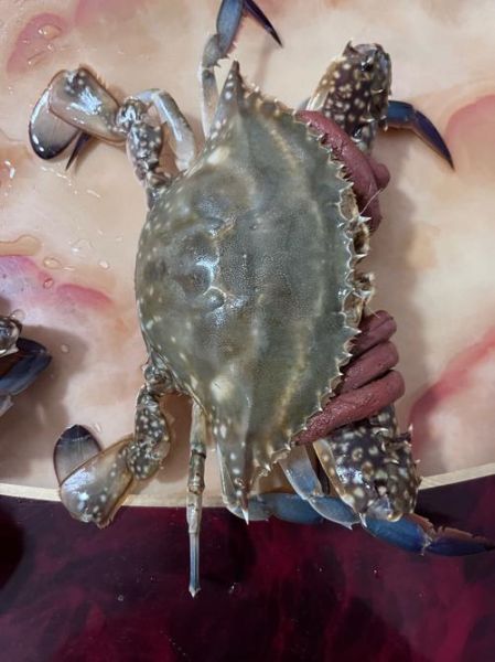 活的梭子蟹怎么保存_梭子蟹能活多久-第2张图片-山城妙识 活的梭子蟹怎么保存_梭子蟹能活多久-第2张图片-山城妙识