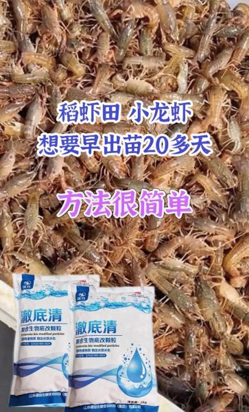 龙虾如何养_龙虾养殖技术视频-第1张图片-山城妙识 龙虾如何养_龙虾养殖技术视频-第1张图片-山城妙识