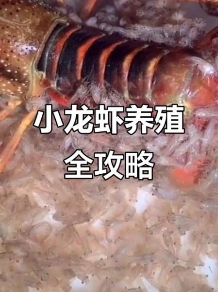 龙虾如何养_龙虾养殖技术视频-第2张图片-山城妙识 龙虾如何养_龙虾养殖技术视频-第2张图片-山城妙识