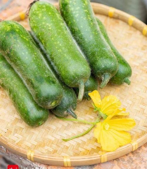 节瓜什么时候种_节瓜种植方法全过程-第2张图片-山城妙识 节瓜什么时候种_节瓜种植方法全过程-第2张图片-山城妙识