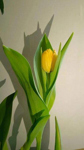 郁金香花语是什么_不同颜色代表什么-第2张图片-山城妙识 郁金香花语是什么_不同颜色代表什么-第2张图片-山城妙识