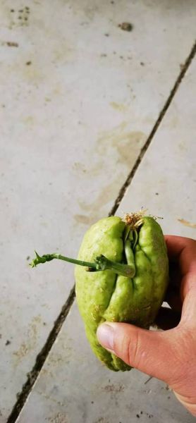 龙须菜是南瓜苗吗_区别与营养价值对比-第2张图片-山城妙识 龙须菜是南瓜苗吗_区别与营养价值对比-第2张图片-山城妙识