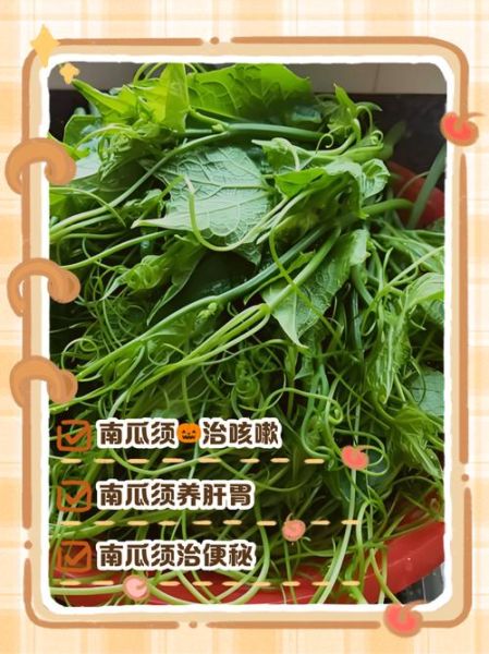 龙须菜是南瓜苗吗_区别与营养价值对比-第1张图片-山城妙识 龙须菜是南瓜苗吗_区别与营养价值对比-第1张图片-山城妙识