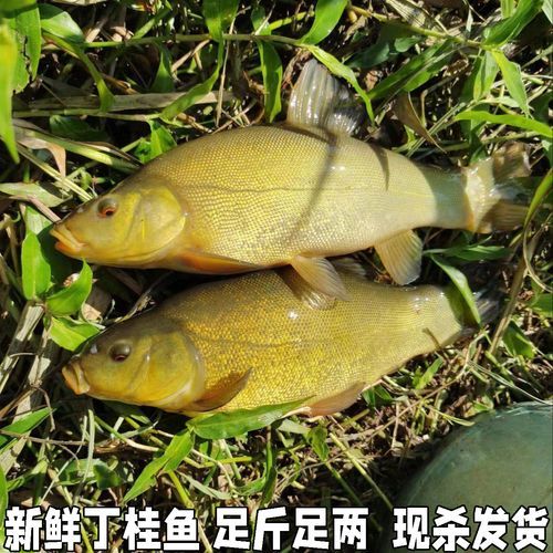 丁桂鱼多少钱一斤_丁桂鱼价格行情-第1张图片-山城妙识