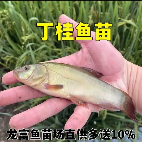 丁桂鱼多少钱一斤_丁桂鱼价格行情-第2张图片-山城妙识