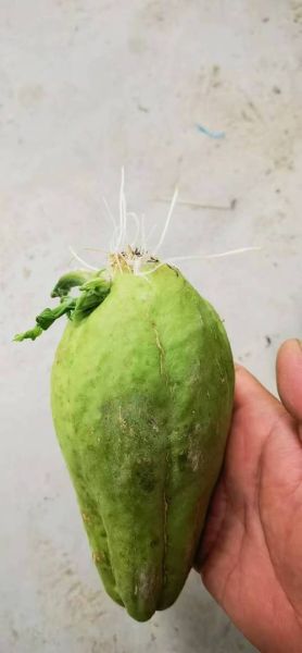 龙须菜是南瓜苗吗_区别与营养价值对比-第3张图片-山城妙识 龙须菜是南瓜苗吗_区别与营养价值对比-第3张图片-山城妙识