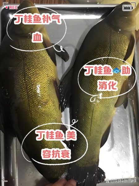 丁桂鱼多少钱一斤_丁桂鱼价格行情-第3张图片-山城妙识