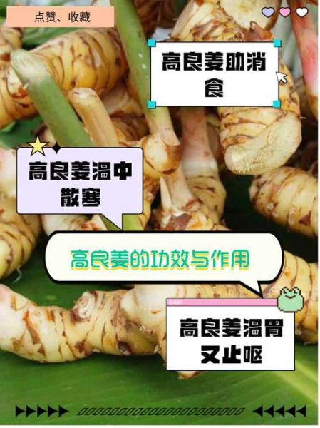 高良姜的功效与作用_高良姜怎么吃效果好-第3张图片-山城妙识