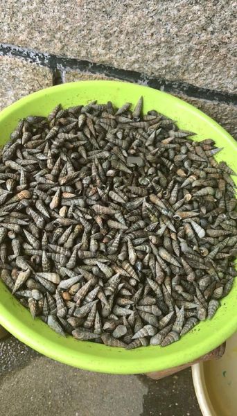 海瓜子多少钱一斤_海瓜子价格受哪些因素影响-第1张图片-山城妙识 海瓜子多少钱一斤_海瓜子价格受哪些因素影响-第1张图片-山城妙识