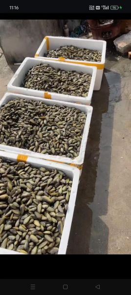 海瓜子多少钱一斤_海瓜子价格受哪些因素影响-第2张图片-山城妙识 海瓜子多少钱一斤_海瓜子价格受哪些因素影响-第2张图片-山城妙识