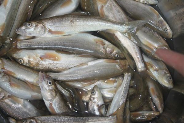 青海湖裸鲤为什么濒危_青海湖裸鲤保护现状-第1张图片-山城妙识 青海湖裸鲤为什么濒危_青海湖裸鲤保护现状-第1张图片-山城妙识