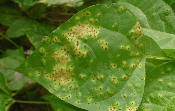 豇豆锈病症状_豇豆锈病初期怎么识别-第1张图片-山城妙识 豇豆锈病症状_豇豆锈病初期怎么识别-第1张图片-山城妙识