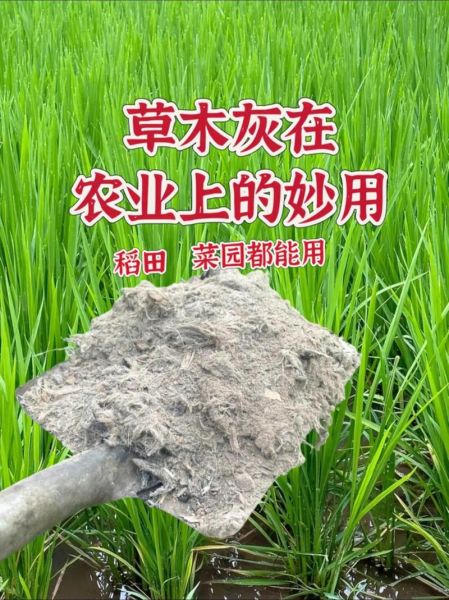 草木灰是酸性还是碱性_草木灰改良土壤怎么用-第3张图片-山城妙识 草木灰是酸性还是碱性_草木灰改良土壤怎么用-第3张图片-山城妙识