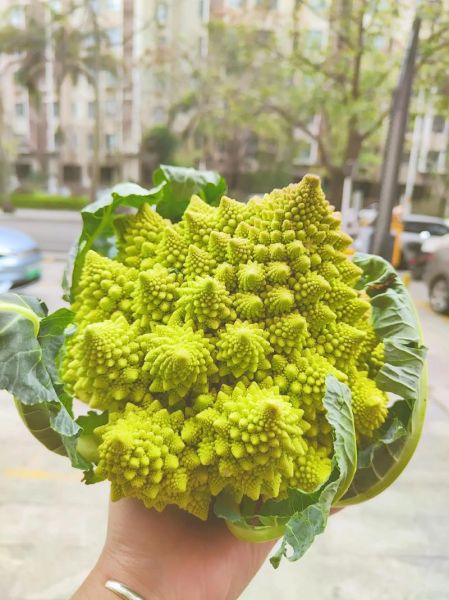 宝塔菜的营养价值_宝塔菜怎么吃最健康-第3张图片-山城妙识 宝塔菜的营养价值_宝塔菜怎么吃最健康-第3张图片-山城妙识