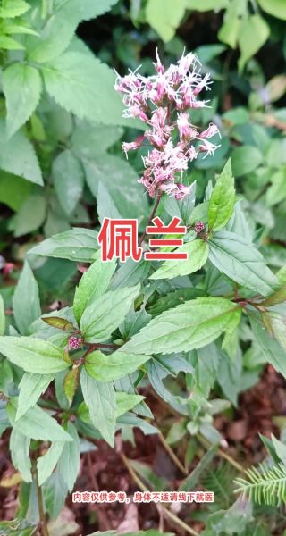 佩兰的功效与作用_佩兰可以长期泡水喝吗-第1张图片-山城妙识 佩兰的功效与作用_佩兰可以长期泡水喝吗-第1张图片-山城妙识