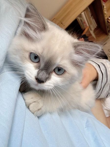 小泡芙猫是什么品种_小泡芙猫多少钱一只-第2张图片-山城妙识