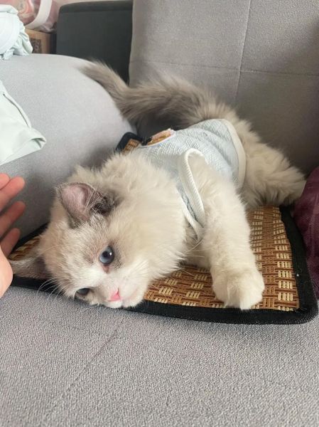 小泡芙猫是什么品种_小泡芙猫多少钱一只-第1张图片-山城妙识