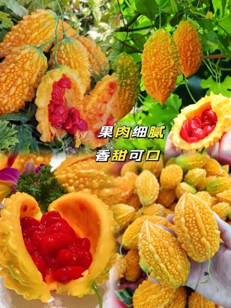 金铃子功效与作用_金铃子怎么吃效果最好-第1张图片-山城妙识