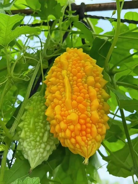 金铃子功效与作用_金铃子怎么吃效果最好-第3张图片-山城妙识