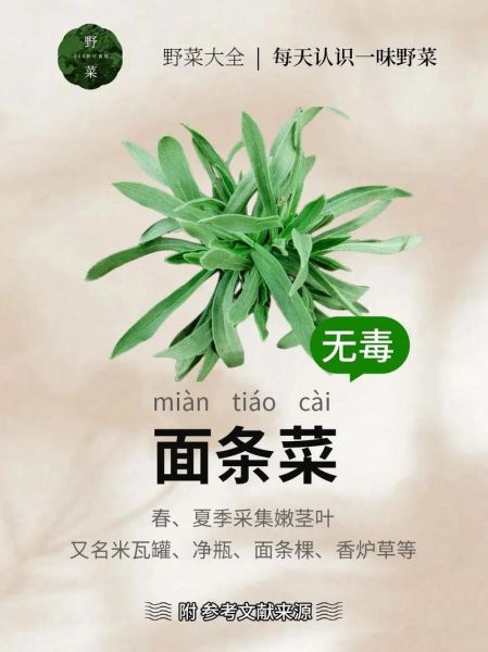 野菜面条菜怎么做_面条菜和面条怎么搭配-第1张图片-山城妙识 野菜面条菜怎么做_面条菜和面条怎么搭配-第1张图片-山城妙识