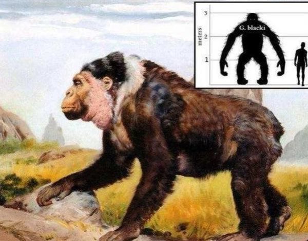 美人与大排面原型是谁_原型人物真实身份-第1张图片-山城妙识 美人与大排面原型是谁_原型人物真实身份-第1张图片-山城妙识