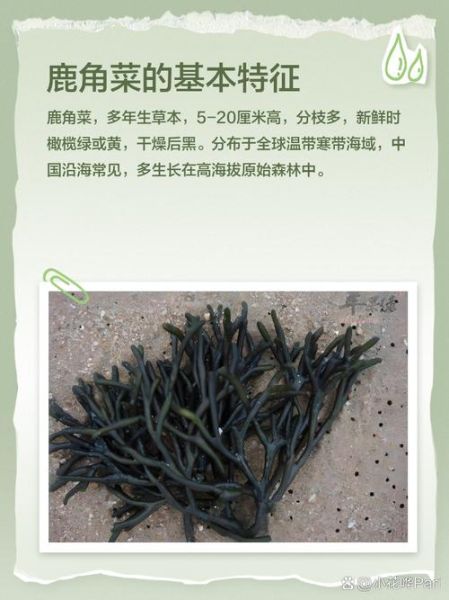 鹿角菜怎么凉拌_鹿角菜凉拌要不要焯水-第2张图片-山城妙识