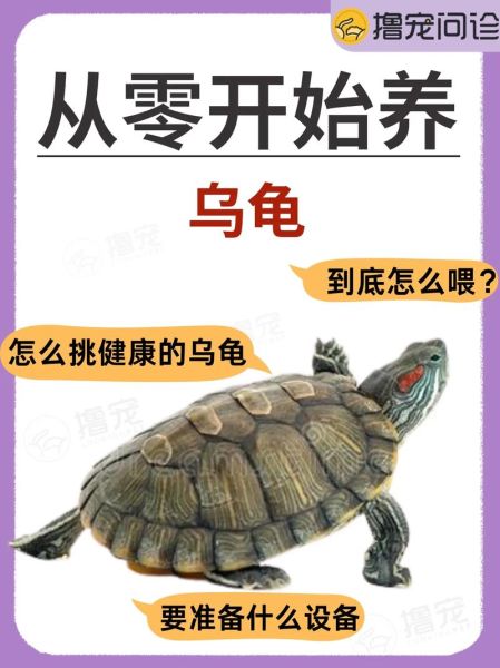 乌龟养多久会有灵性_乌龟认主需要几年-第3张图片-山城妙识 乌龟养多久会有灵性_乌龟认主需要几年-第3张图片-山城妙识