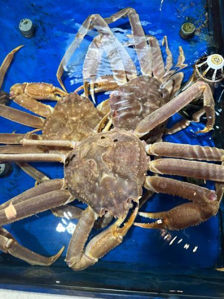 海蟹有哪些品种_常见海蟹品种大全-第3张图片-山城妙识 海蟹有哪些品种_常见海蟹品种大全-第3张图片-山城妙识