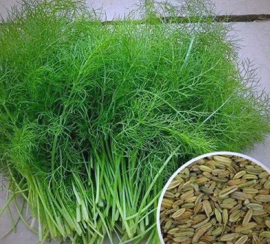 茴香菜长什么样_茴香菜怎么吃-第1张图片-山城妙识