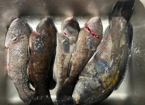 黑斑鱼多少钱一斤_黑斑鱼价格为什么差异大-第1张图片-山城妙识