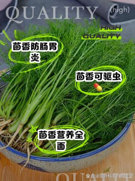 茴香菜长什么样_茴香菜怎么吃-第2张图片-山城妙识