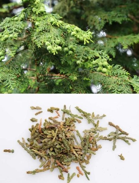 侧柏叶真的可以生发吗_侧柏叶生发效果怎么样-第1张图片-山城妙识 侧柏叶真的可以生发吗_侧柏叶生发效果怎么样-第1张图片-山城妙识