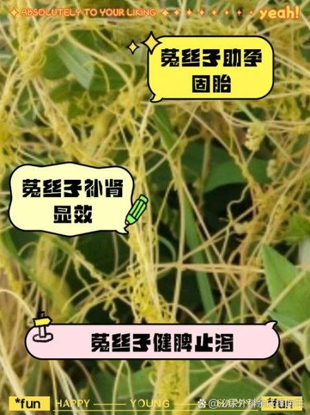 菟丝子怎么吃_菟丝子功效与作用禁忌-第2张图片-山城妙识 菟丝子怎么吃_菟丝子功效与作用禁忌-第2张图片-山城妙识