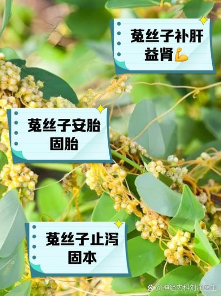菟丝子怎么吃_菟丝子功效与作用禁忌-第3张图片-山城妙识 菟丝子怎么吃_菟丝子功效与作用禁忌-第3张图片-山城妙识