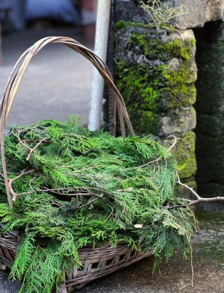 侧柏叶真的可以生发吗_侧柏叶生发效果怎么样-第3张图片-山城妙识 侧柏叶真的可以生发吗_侧柏叶生发效果怎么样-第3张图片-山城妙识